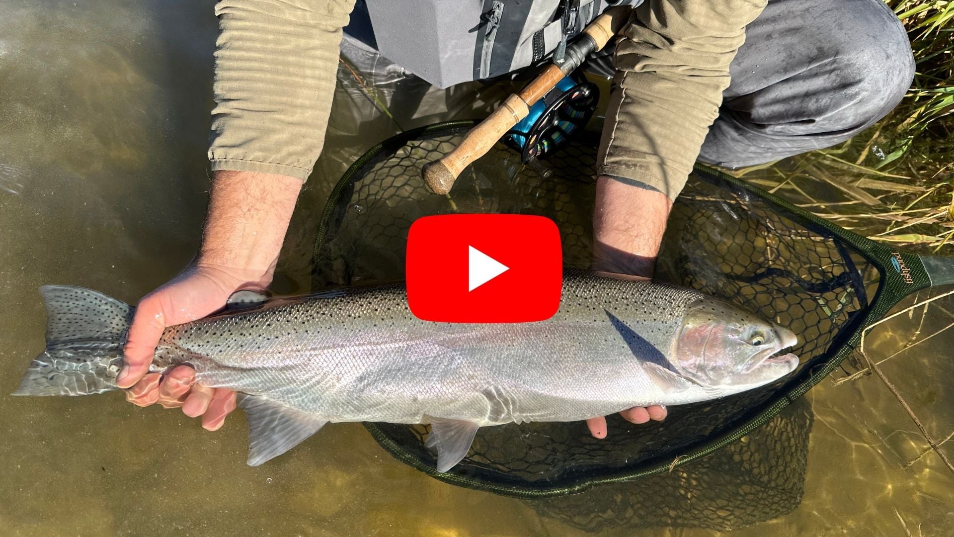 Southern Ontario Steelhead Fishing Forecast - Oct 29th – Drift Outfitters